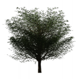 300+ Revit Plant Families - ( Free + No Registration )